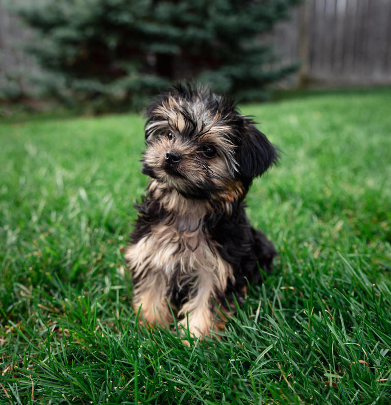 15 teacup dog breeds that stay tiny forever