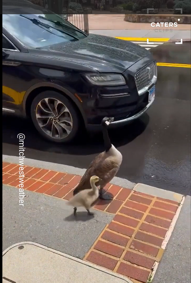 Goose rescue takes an unexpectedly funny turn