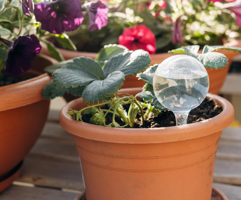 Container plants drying out constantly in June? Expert tricks so you ...