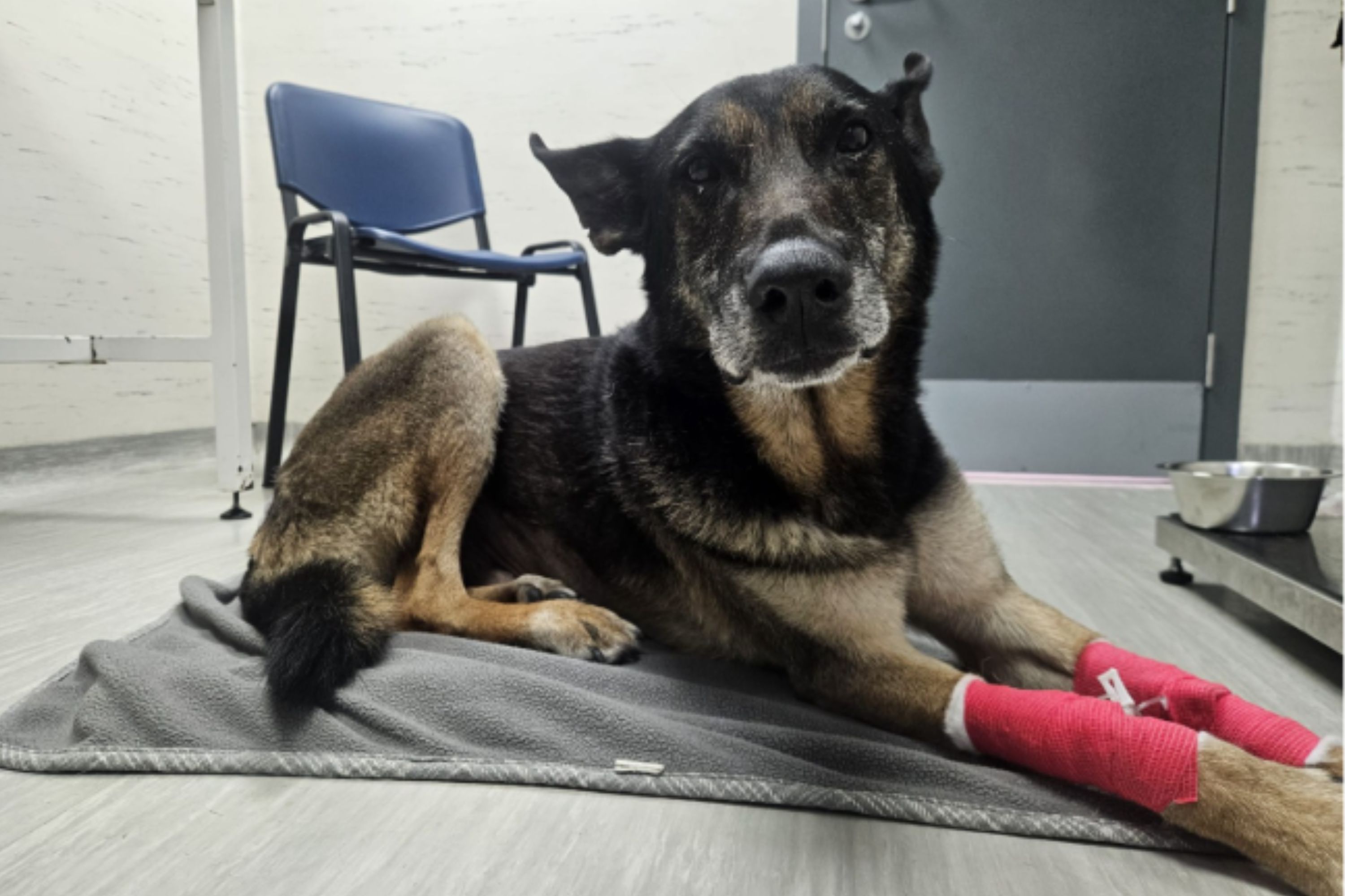 Former military police dog Tomi that worked in Portsmouth undergoes ...