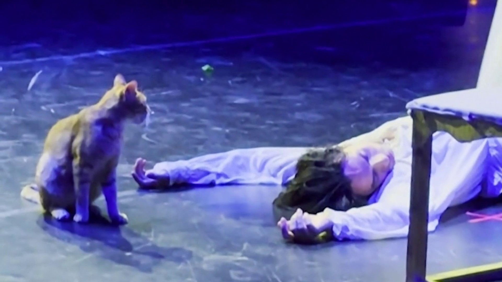 Cat crashes actor’s death scene in ‘Romeo & Juliet’ performance