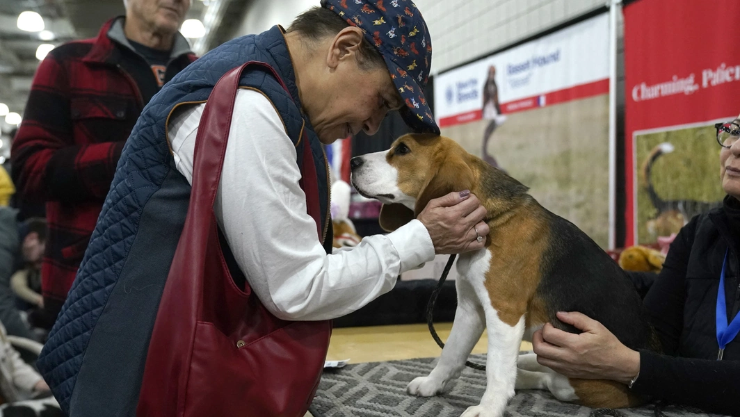 8 dog breeds and their approach to strangers