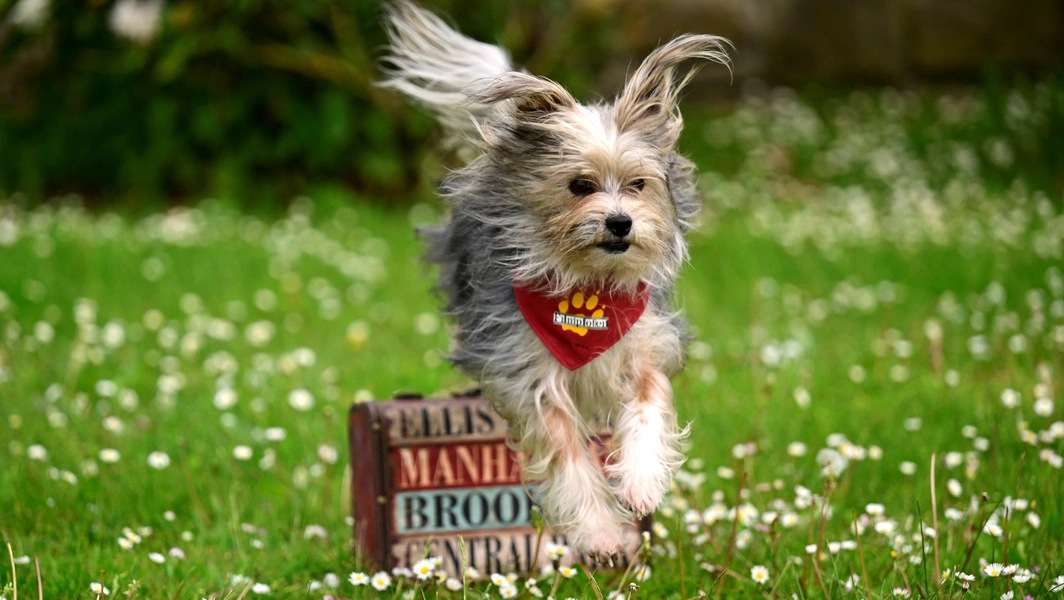 17 small dog breeds with big personalities
