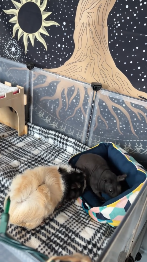 Guinea Pig Secrets The Mischievous Moments You Missed