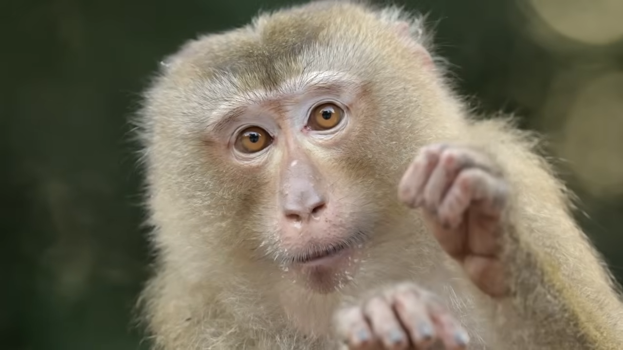 Watch what happens when monkeys get less food – they snap