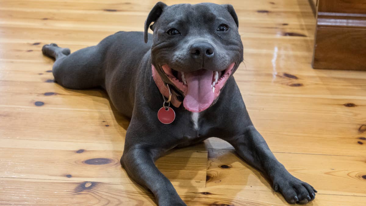 Staffy's excitement over his grandparents is too pure