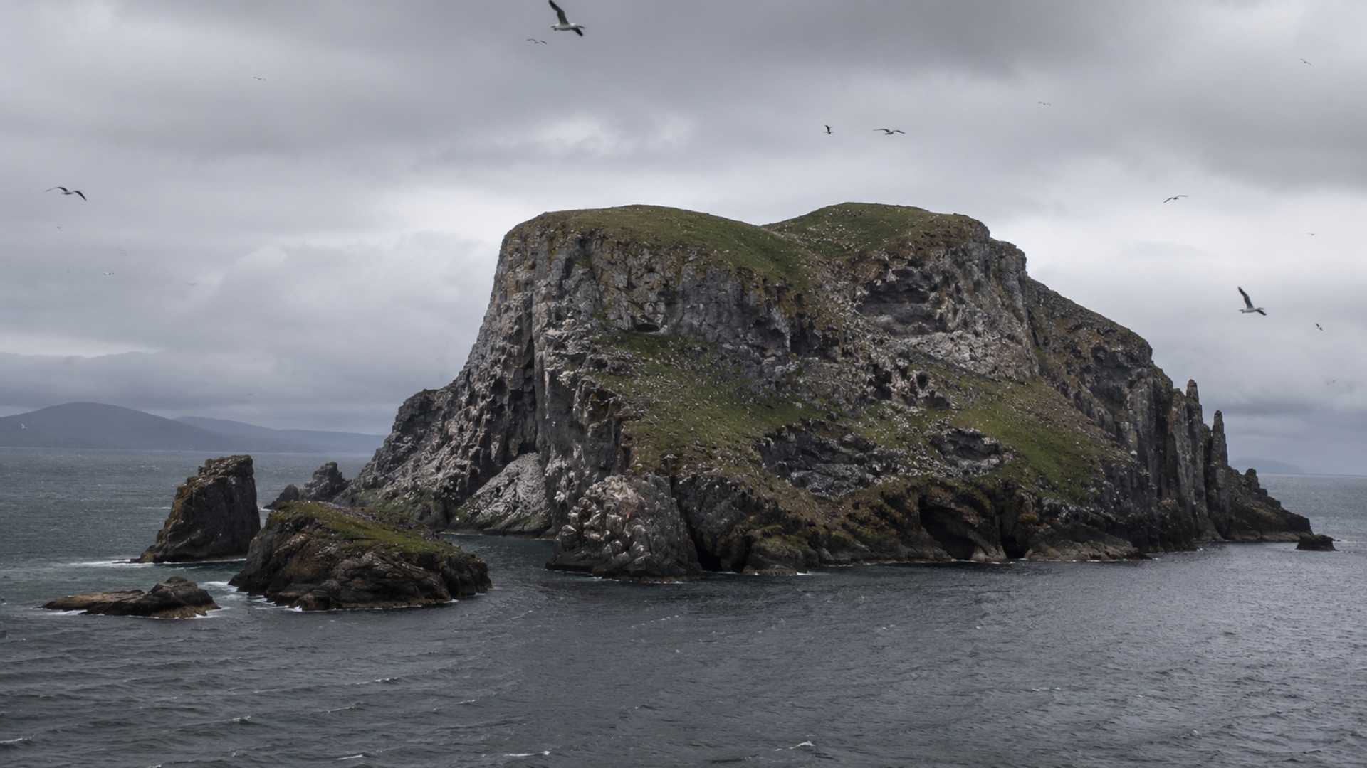 Scotland’s guga hunt reopens the debate between tradition and animal ...