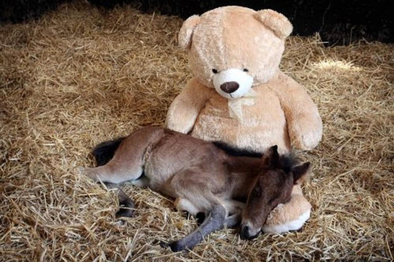 World-famous orphan pony who famously cuddled giant teddy bear dies aged 13