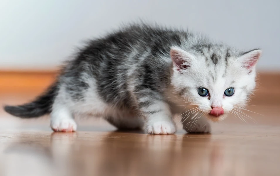 Veterinarian warns of rising summer health risks for kittens