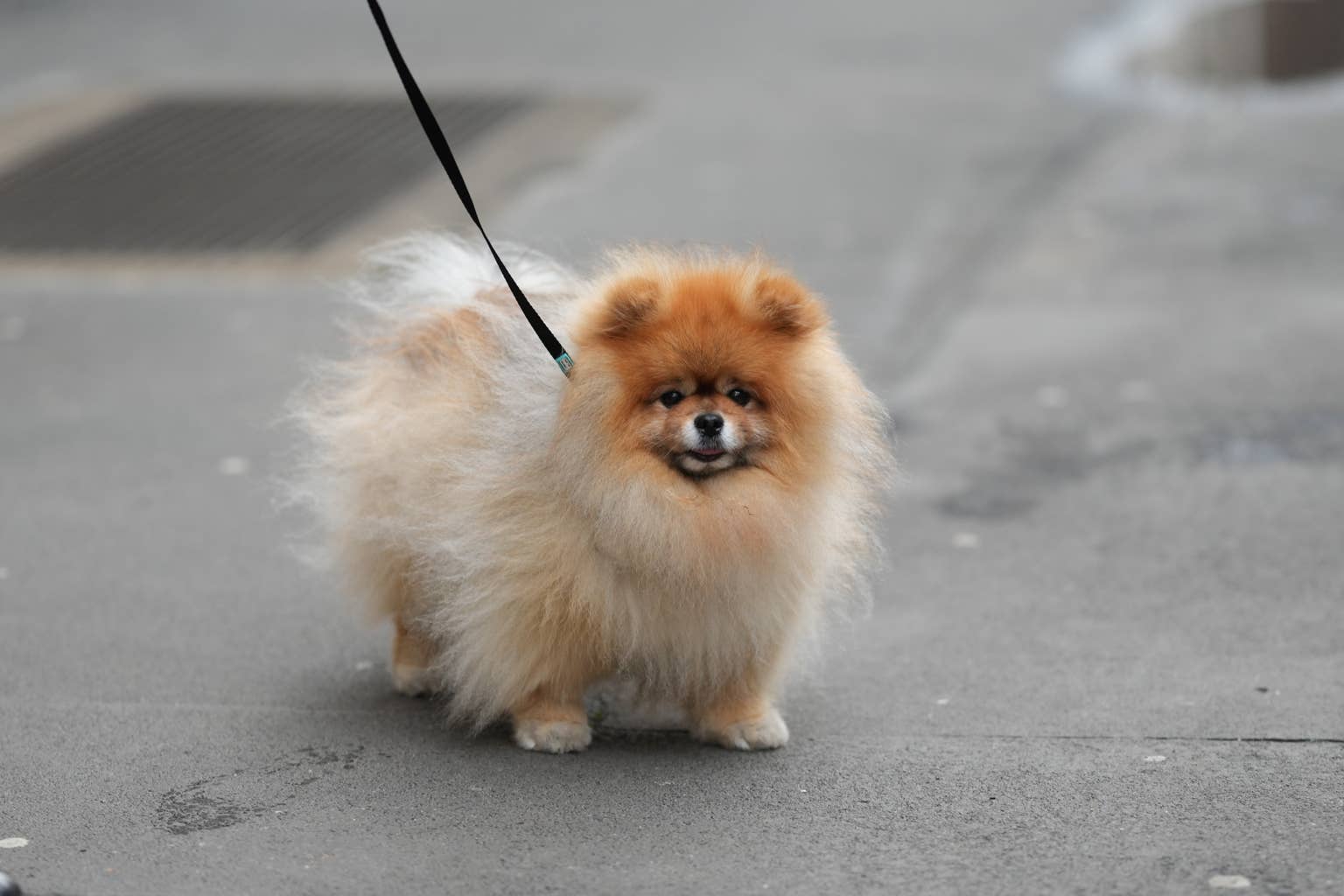 15 teacup dog breeds that stay tiny forever