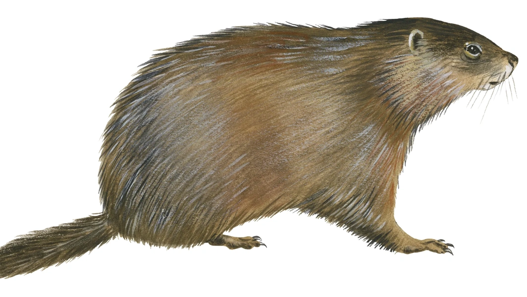 Romania’s alpine marmots bounce back strong