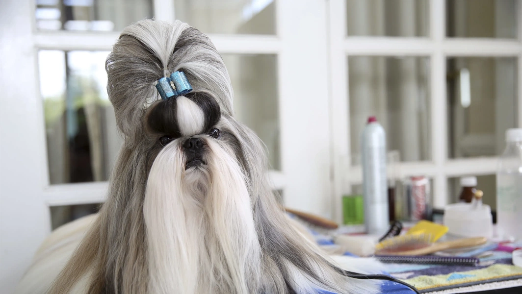15 calm dog breeds ideal for families