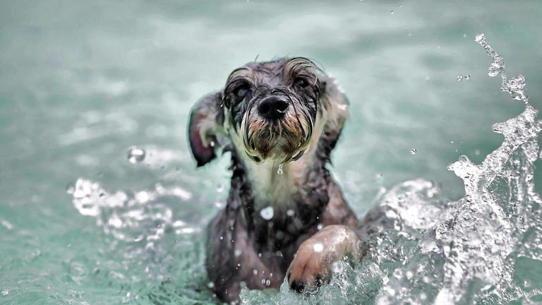 This adorable 14-year-old senior dog is proving it's never too late to ...