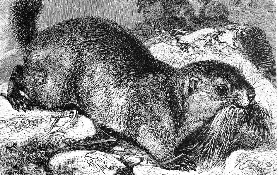 Romania’s alpine marmots bounce back strong