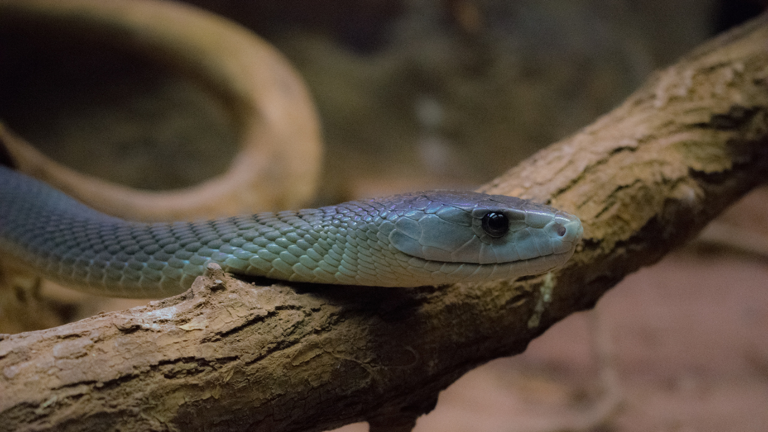 6 common green snakes of South Africa: Location, venom, behaviour and ...