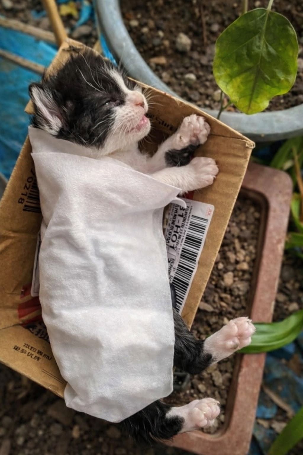 Gattino neonato trovato sotto un cespuglio: vive poche ore, ma riceve ...