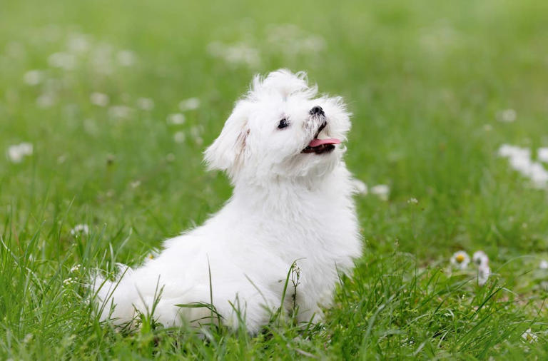 15 teacup dog breeds that stay tiny forever