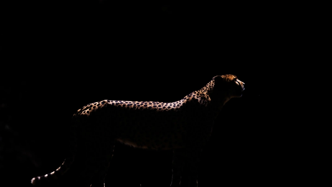 5 remarkably fast and deadly animals