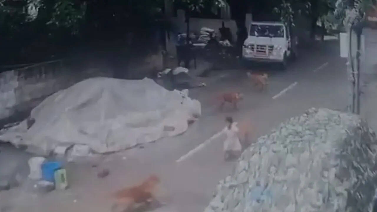 Bengaluru horror: 4-year-old girl mauled by pack of stray dogs - VIDEO