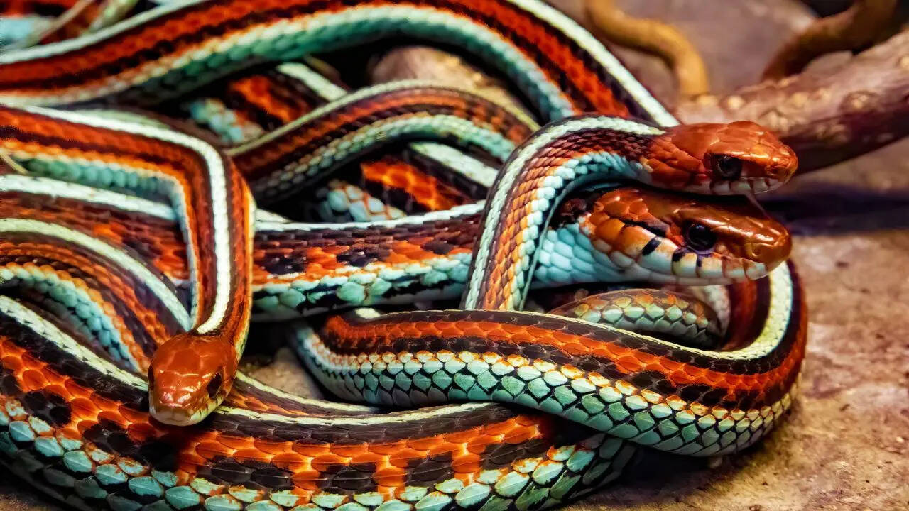 10 most colourful snakes in the world and where to spot them in the wild