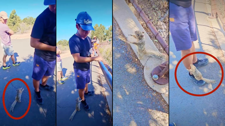 Little adorable squirrel 'begs' tourists for food, internet says feed ...