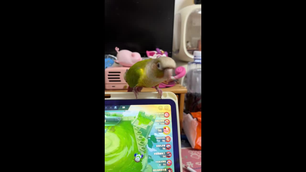 Talking bird repeats owner's words while perched on tablet in Jiangsu ...