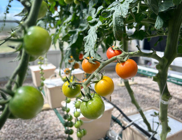 In Wyoming’s historic ‘Apple City,’ local food scene puts down new roots