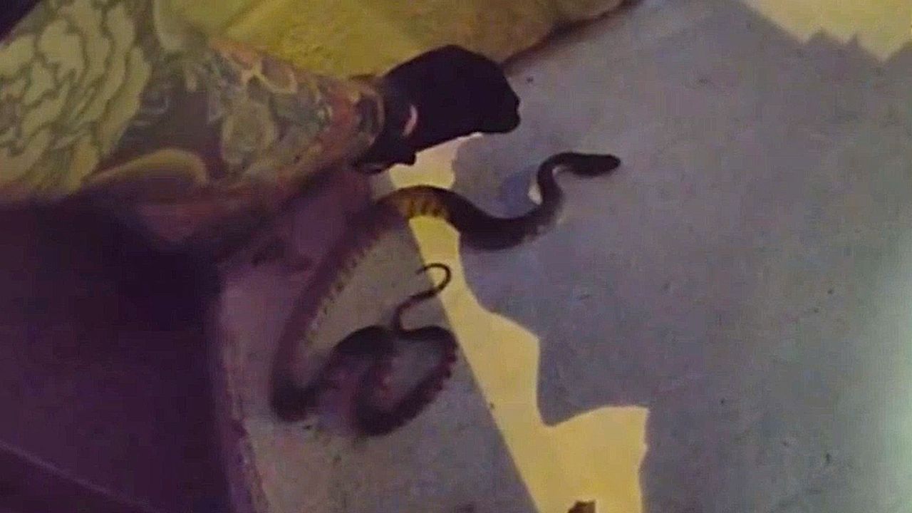 Texas officer grabs rat snake using nothing but his hands