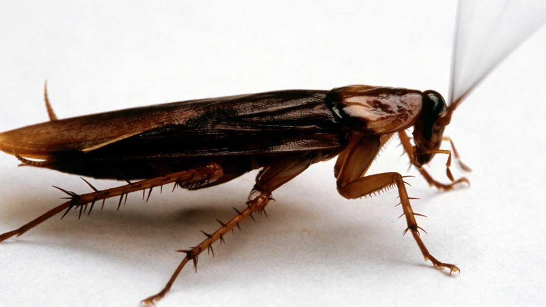 Urban heat drives rapid evolution in resilient city insects