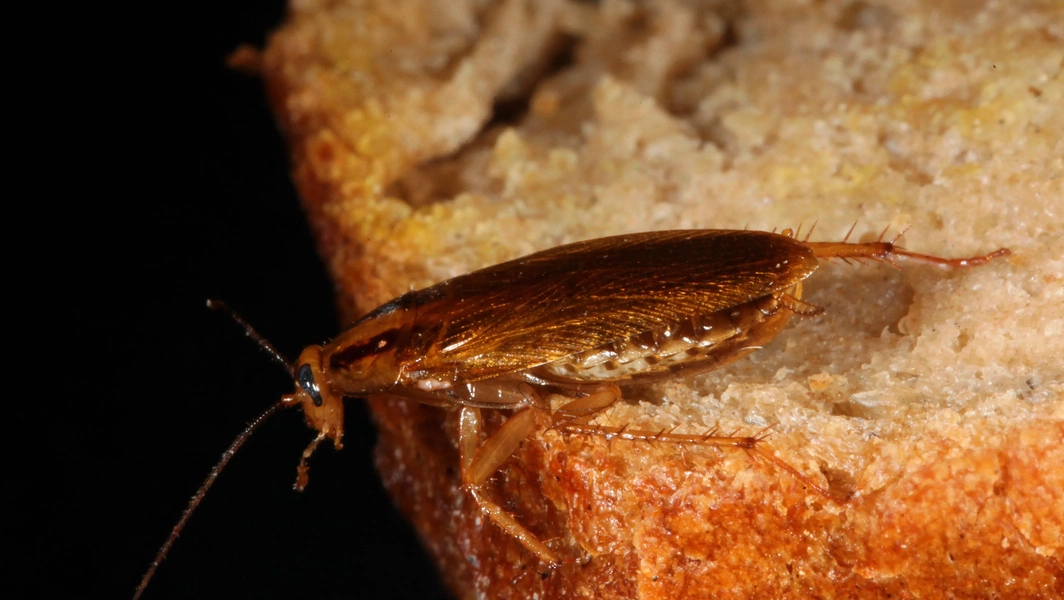 Urban heat drives rapid evolution in resilient city insects