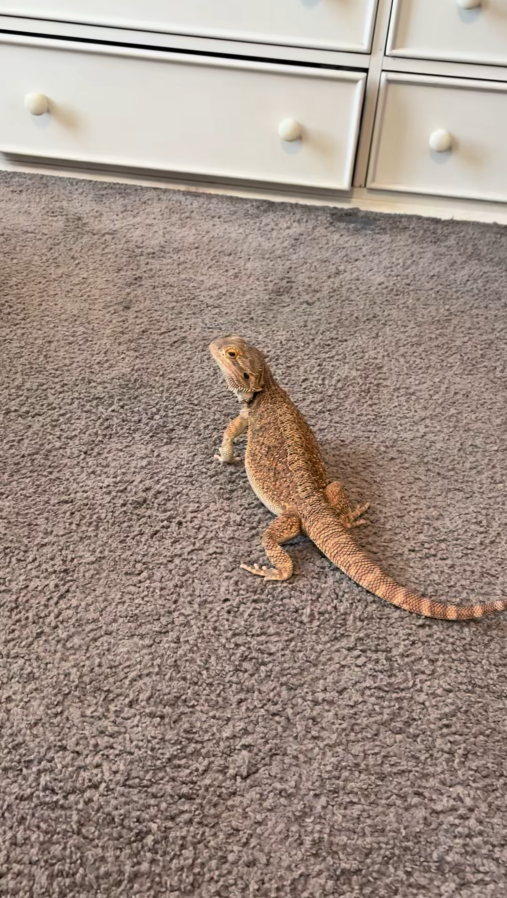 Unexpected bearded dragon behaviors full of personality