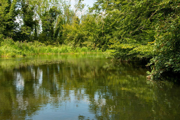 How to fish a barbel swim