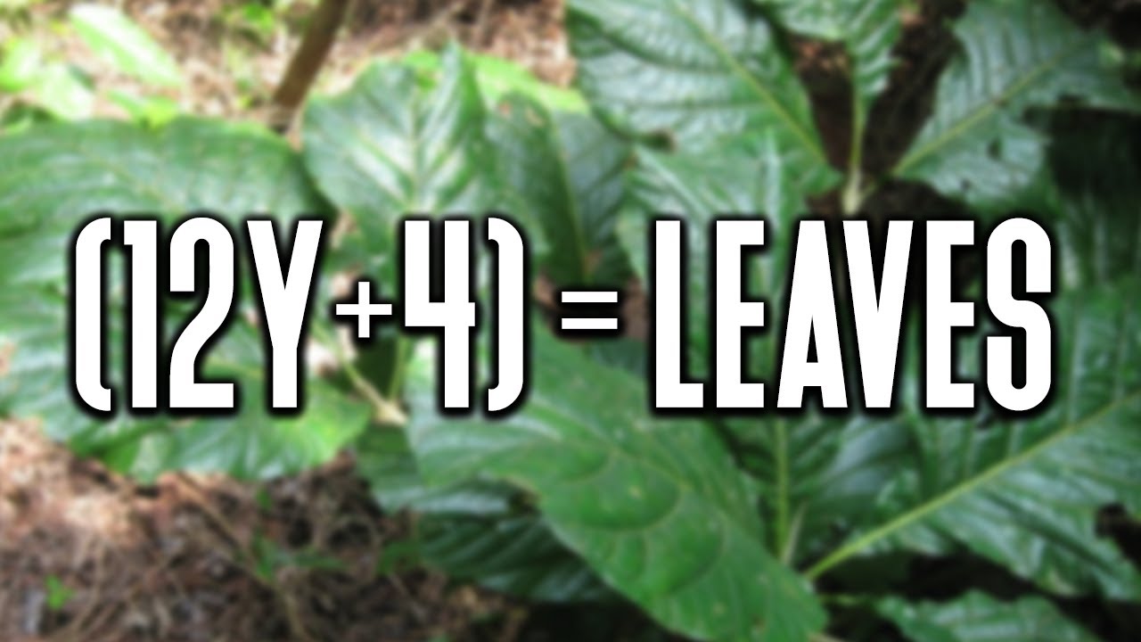 How fascinating algebra plants bloom with mysterious mathematical patterns