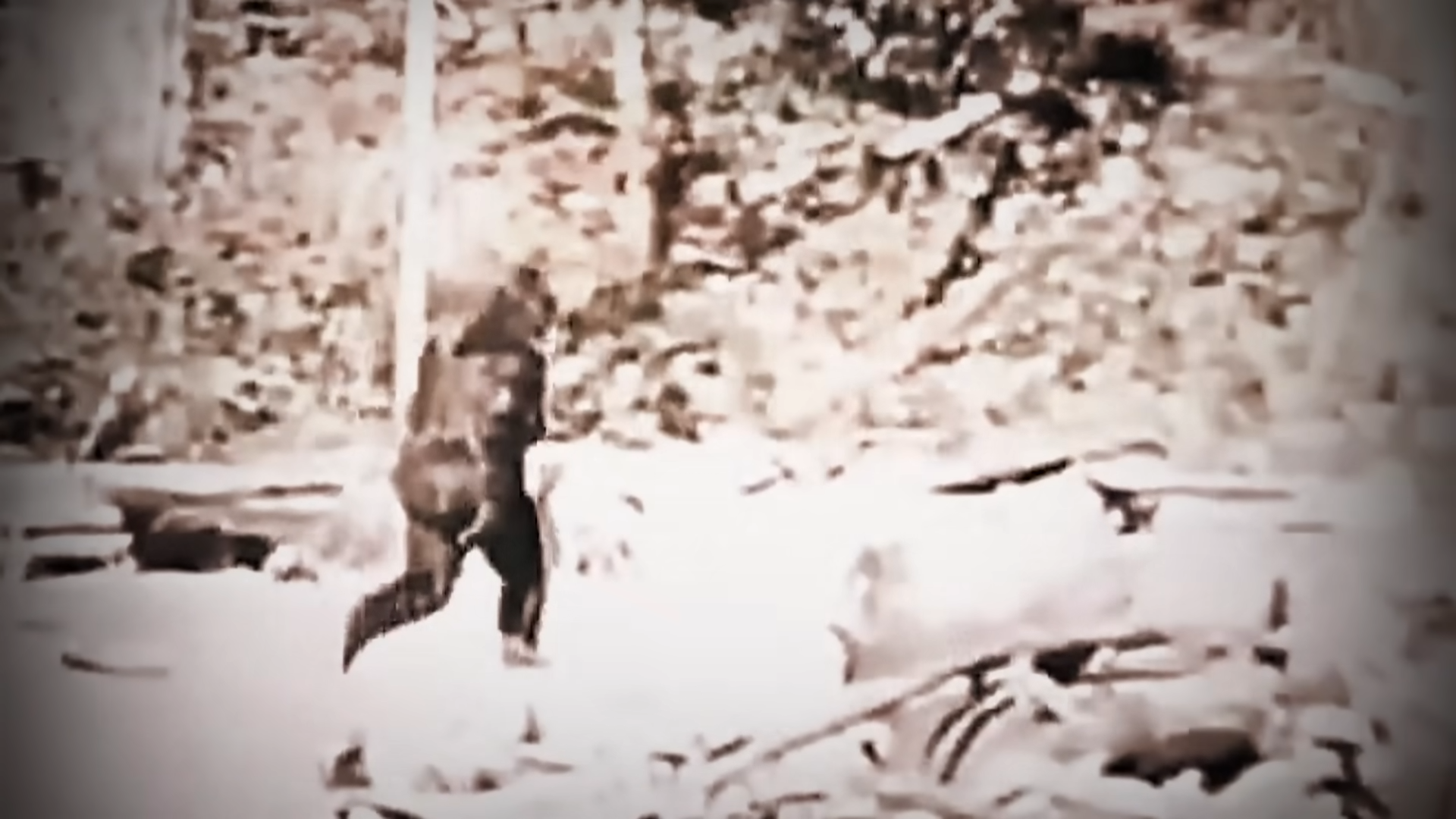 Witnesses have reported the same hair-covered giant for more than 100 ...