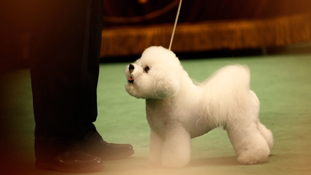 Bichon frise life: Fluffy, loyal, and full of love