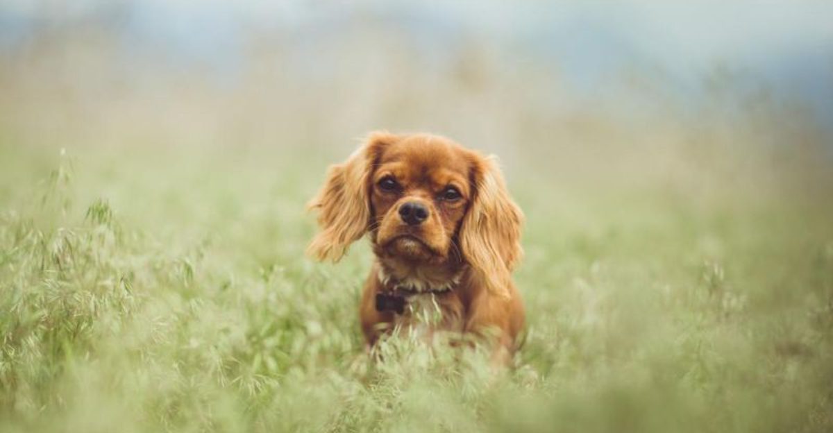 11 dogs that aren't known for showing much affection – plus 3 that love ...