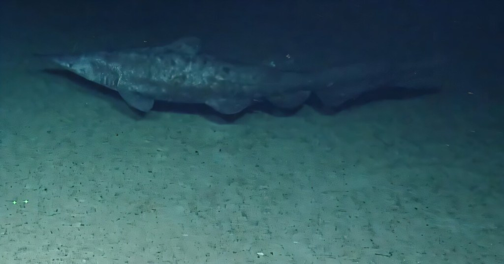 Goblin shark with face 'not even a mother would love' seen alive for ...
