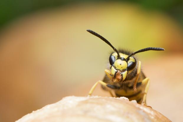 Experts advising Dorset residents to watch out for signs of pest activity