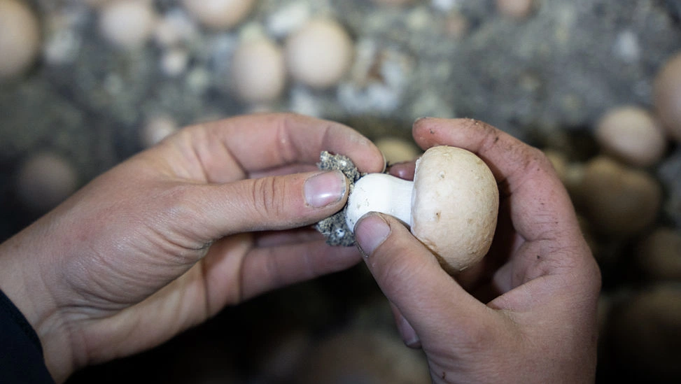 Mastering mushroom preparation and cooking