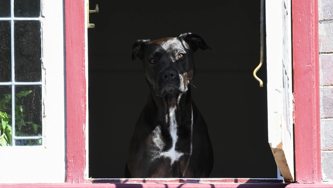 Understanding canine attachment and separation anxiety