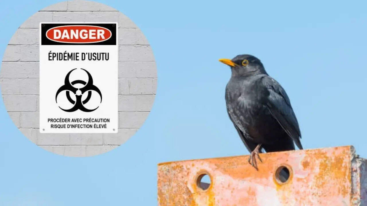 Rare mosquito-borne Usutu virus detected in Scotland - should humans be ...