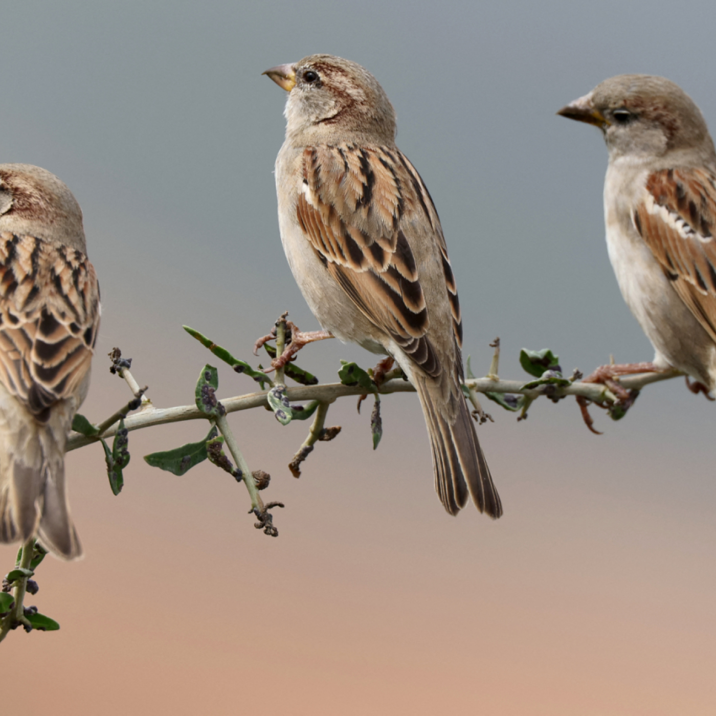 Vogelgesang macht Menschen entspannter und glücklicher