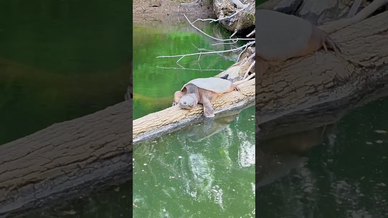 He found a motionless turtle, "alive or dead," then its eyes made ...