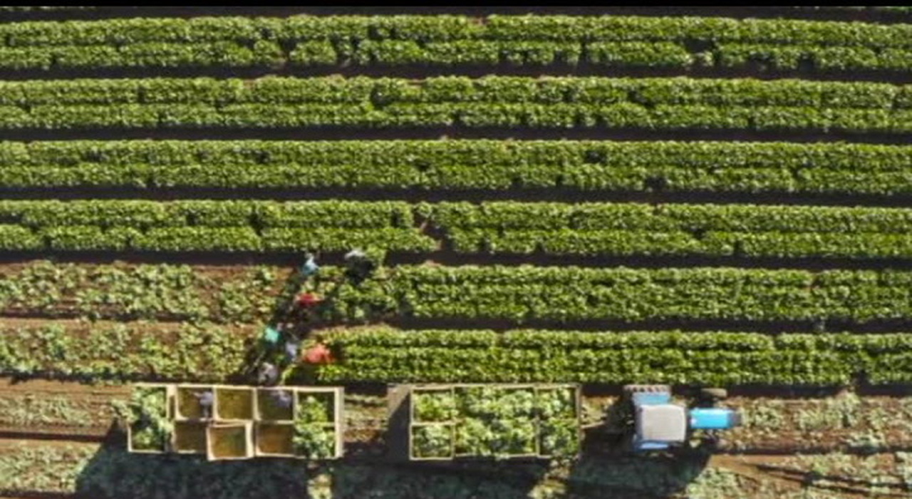 Agricoltura e crisi geopolitiche: uno scenario ridisegnato