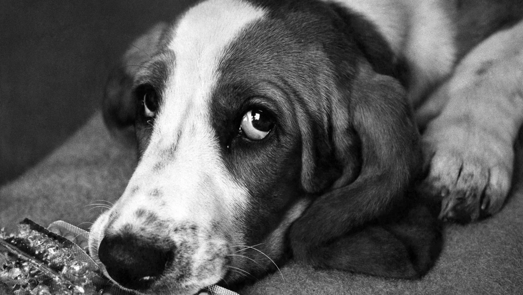 7 signs your dog may be sad