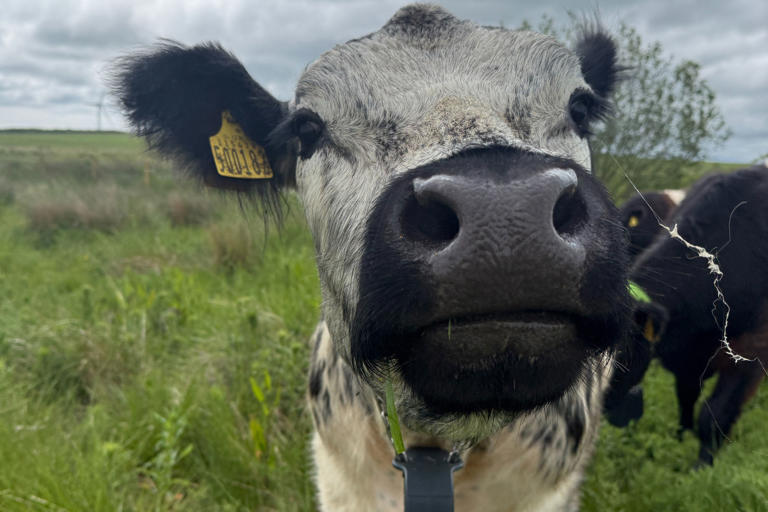 Cattle moo-ving on to Druridge Bay nature reserve