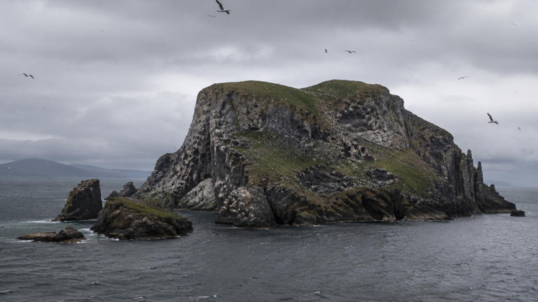 Scotland’s guga hunt reopens the debate between tradition and animal ...