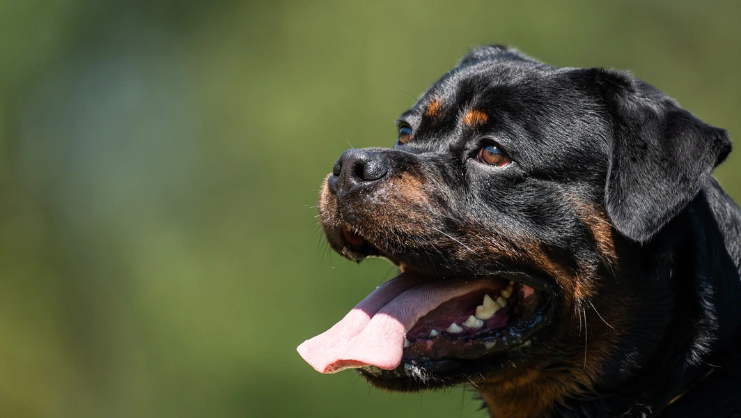 6 powerful guard dog breeds and their protective traits