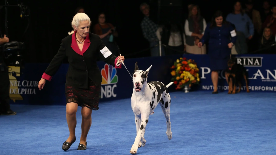 12 powerful and loyal dog breeds