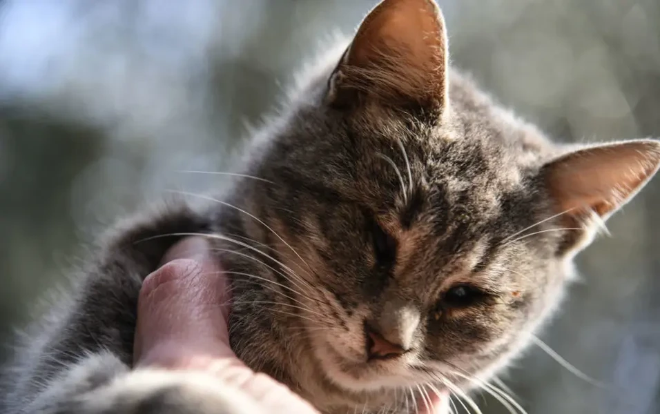 Helping your blind cat live their best life